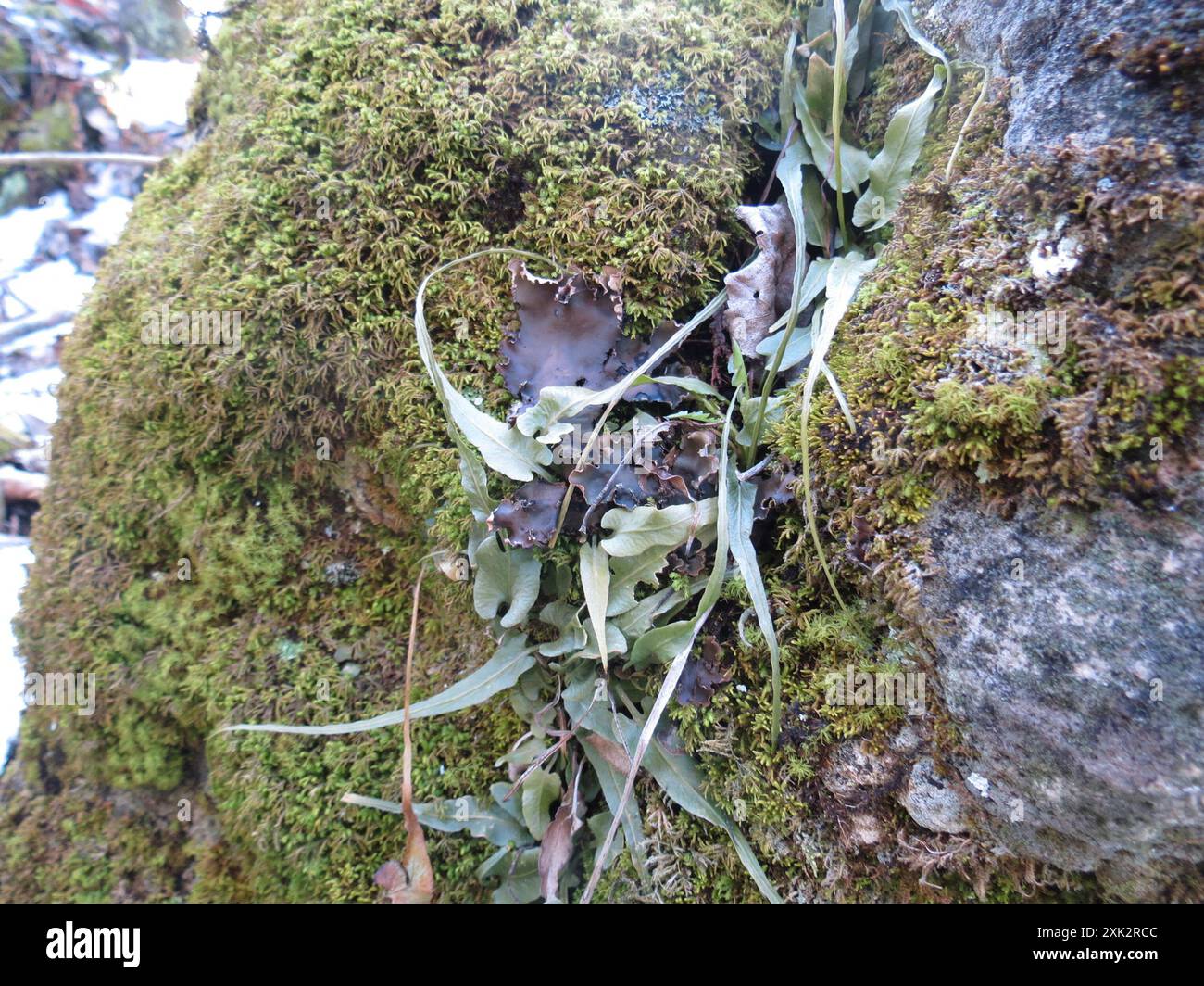 walking fern (Asplenium rhizophyllum) Plantae Stock Photo - Alamy