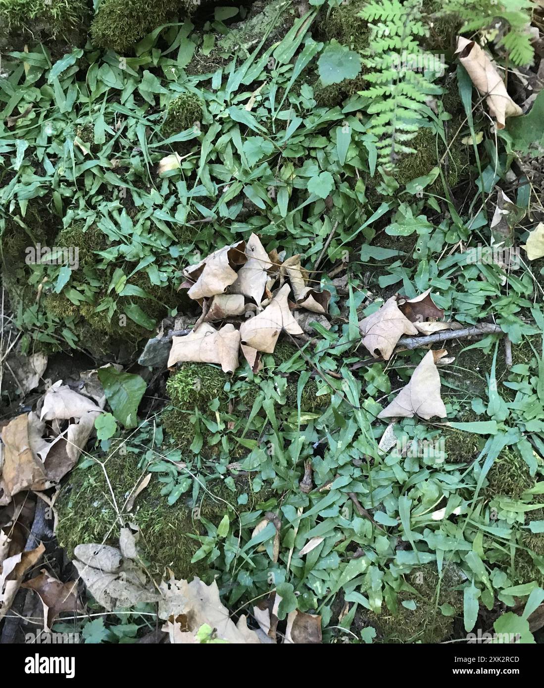 walking fern (Asplenium rhizophyllum) Plantae Stock Photo - Alamy