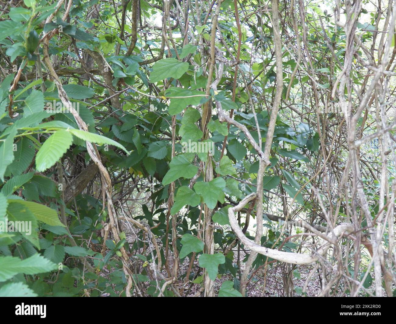 vascular plants (Tracheophyta) Plantae Stock Photo - Alamy