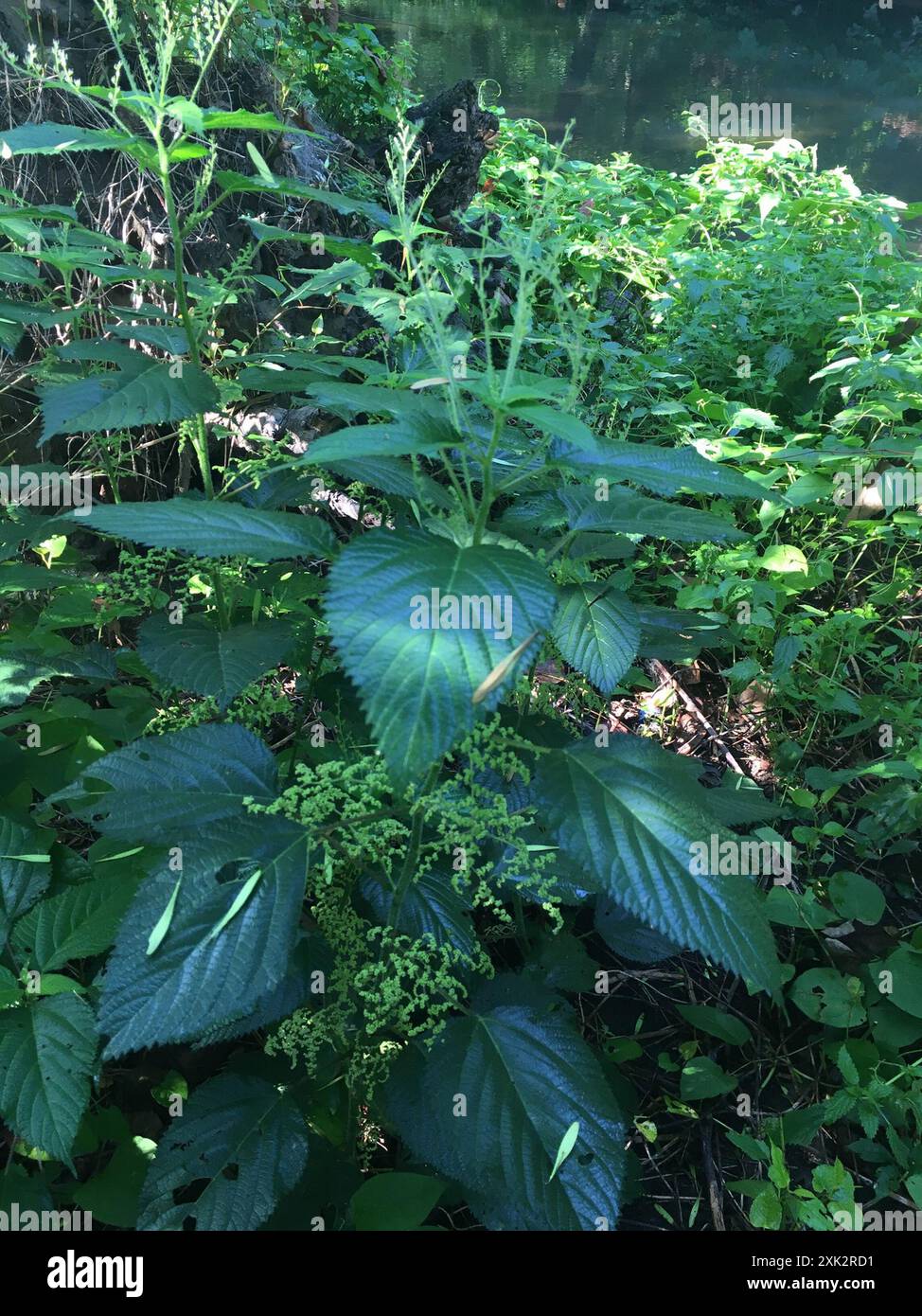 wood nettle (Laportea canadensis) Plantae Stock Photo - Alamy