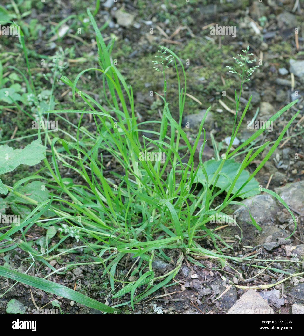 Annual Meadow-grass (Poa annua) Plantae Stock Photo - Alamy