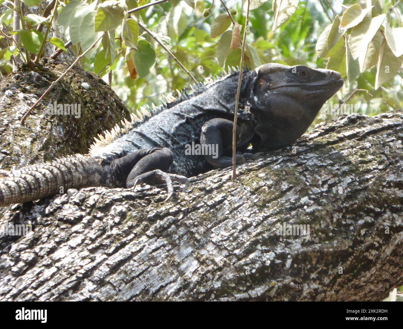 Western Spiny-tailed Iguana (Ctenosaura pectinata) Reptilia Stock Photo ...