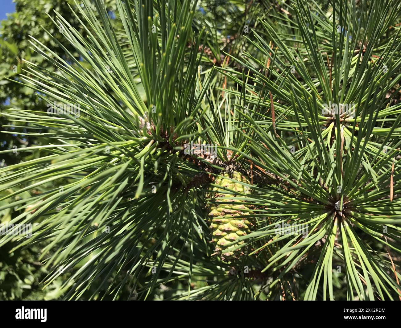 pitch pine (Pinus rigida) Plantae Stock Photo - Alamy