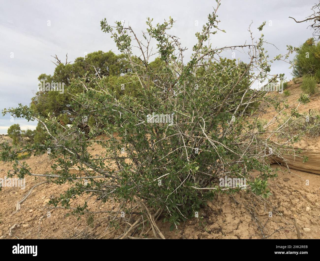 Alderleaf Mountain Mahogany (Cercocarpus montanus) Plantae Stock Photo ...
