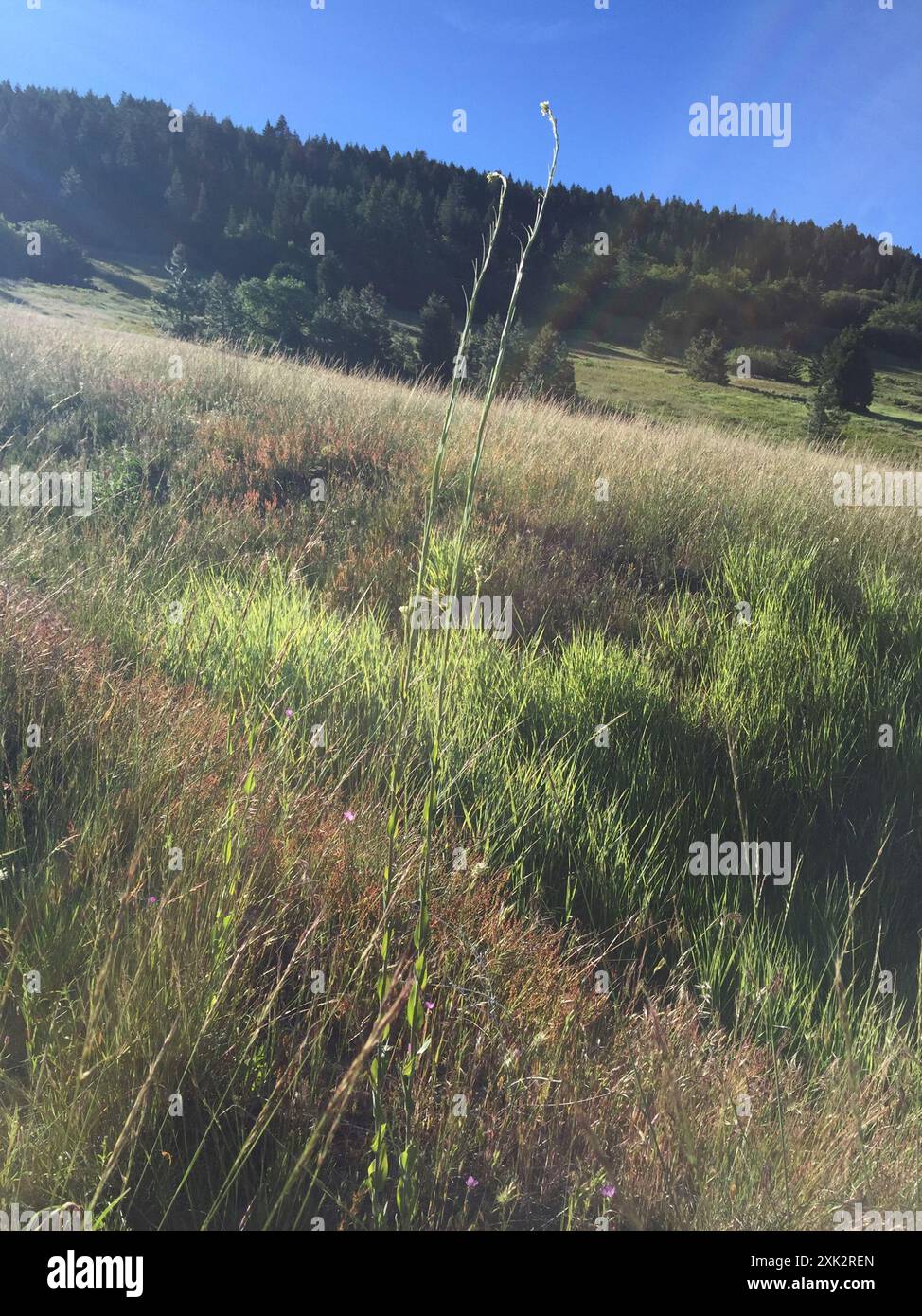 Tower Mustard (Turritis glabra) Plantae Stock Photo - Alamy