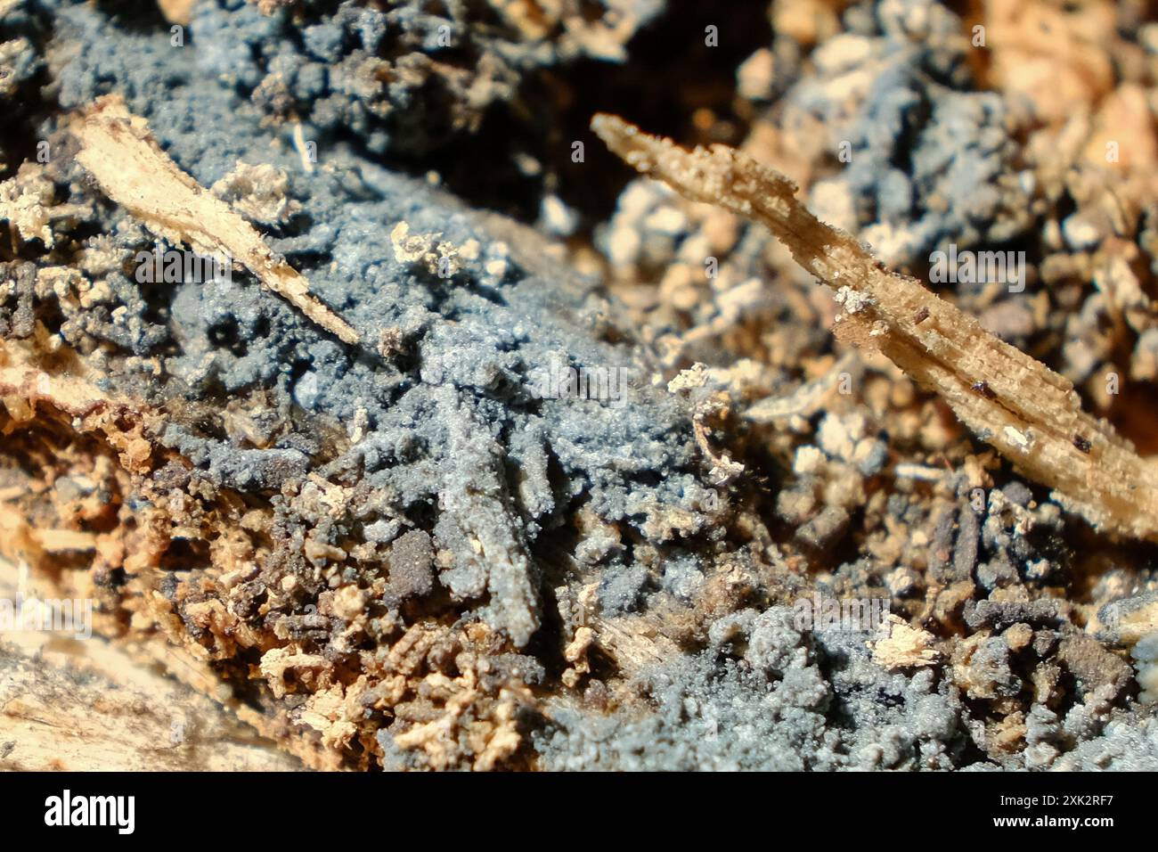 slime molds (Mycetozoa) Protozoa Stock Photo - Alamy