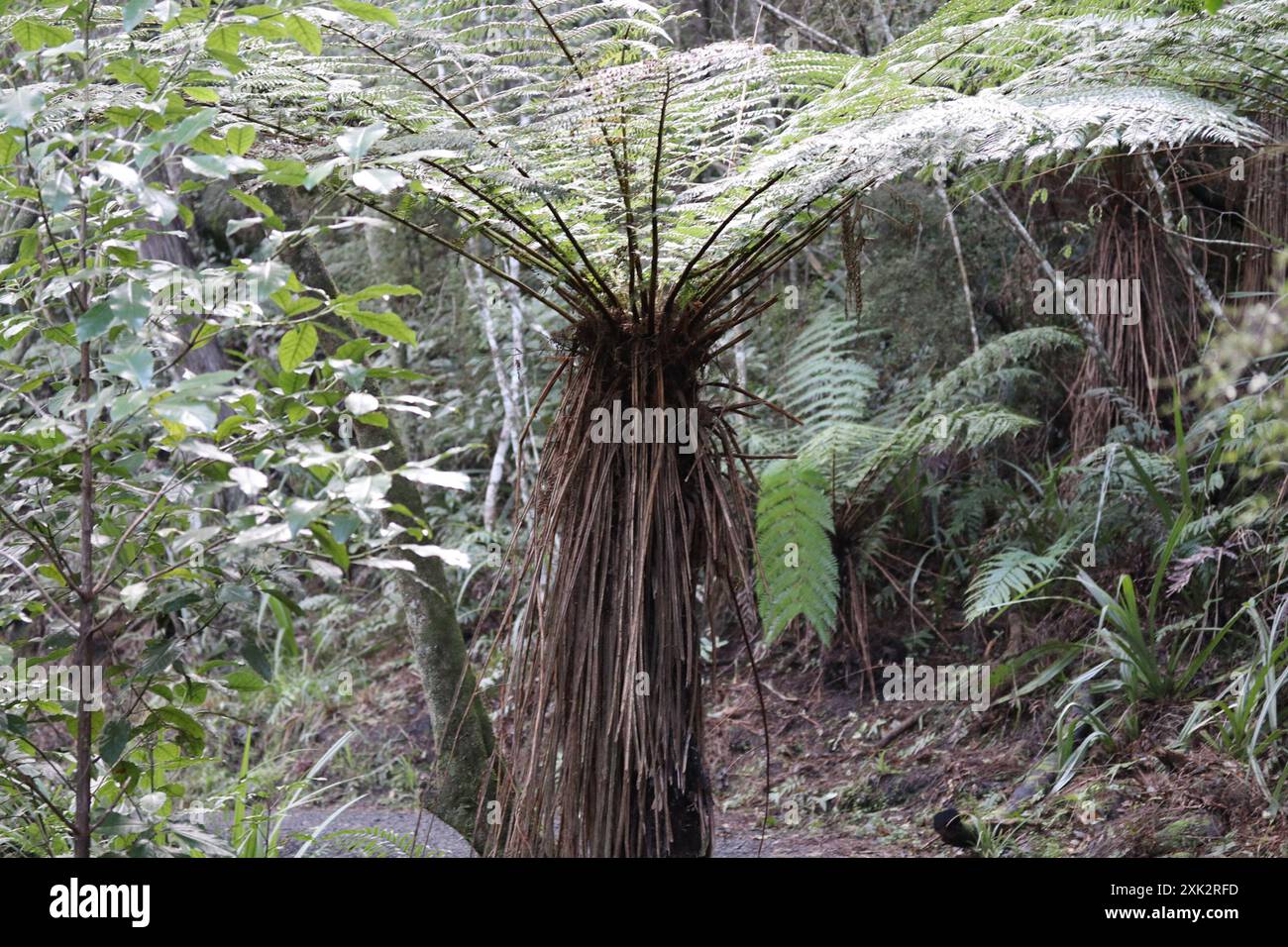 Smith's tree fern (Cyathea smithii) Plantae Stock Photo - Alamy