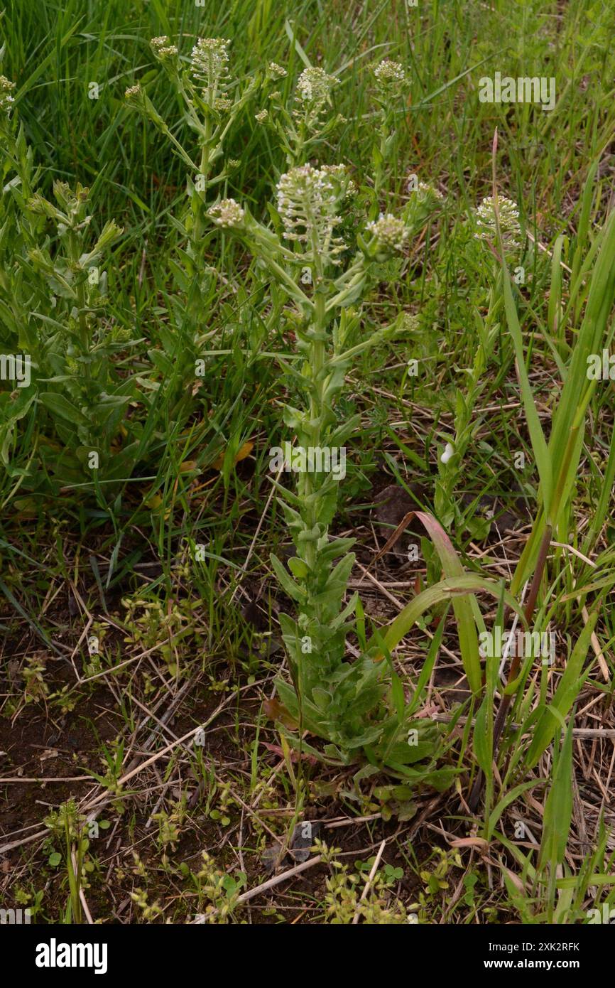 field peppergrass (Lepidium campestre) Plantae Stock Photo - Alamy