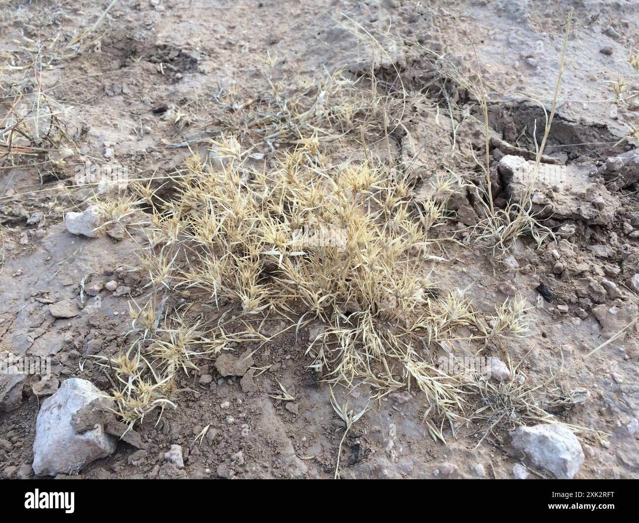 False Buffalograss (Munroa squarrosa) Plantae Stock Photo - Alamy