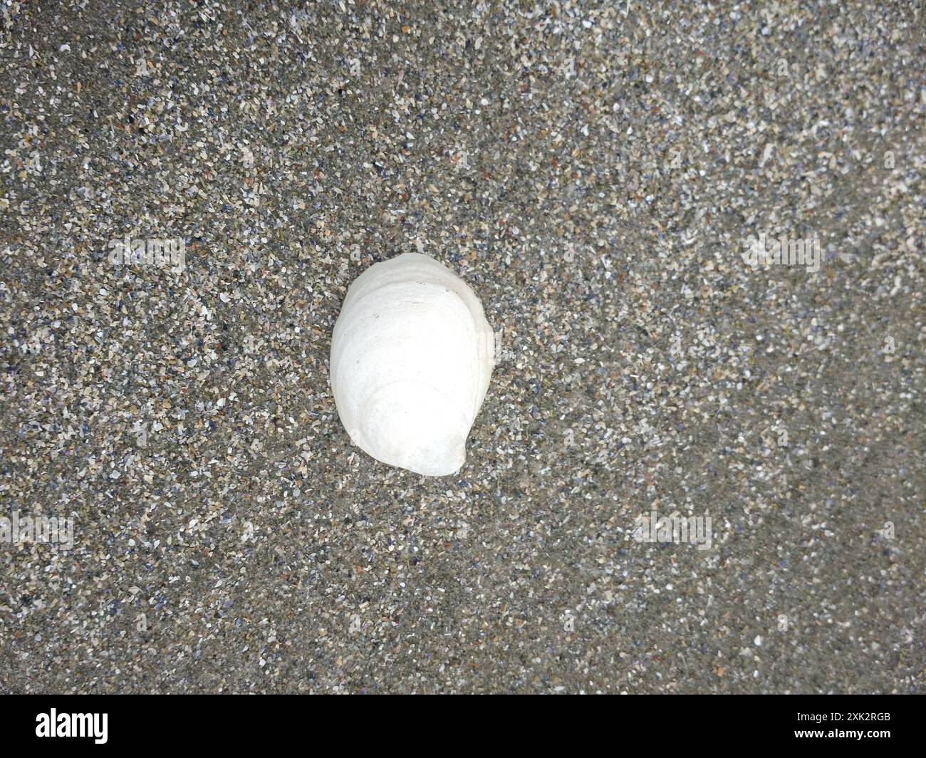 Common Atlantic Slippersnail (Crepidula fornicata) Mollusca Stock Photo ...