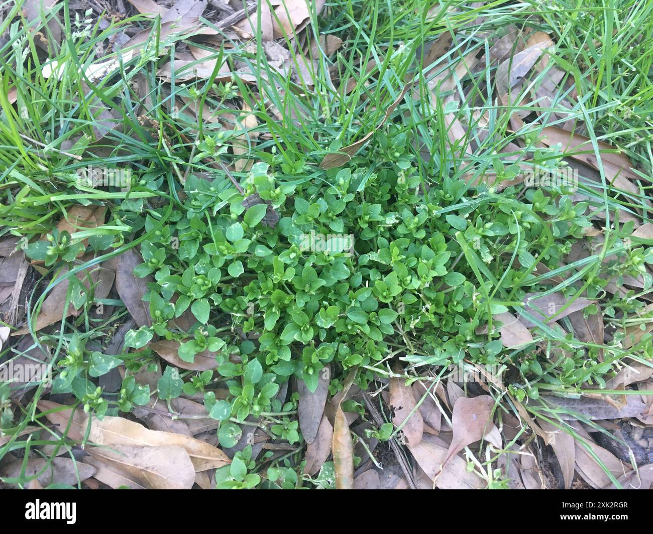chickweeds (Stellaria) Plantae Stock Photo - Alamy
