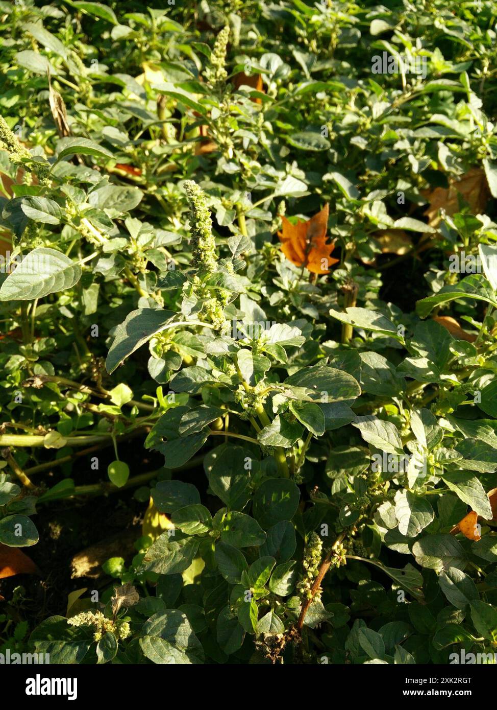 green amaranth (Amaranthus viridis) Plantae Stock Photo - Alamy