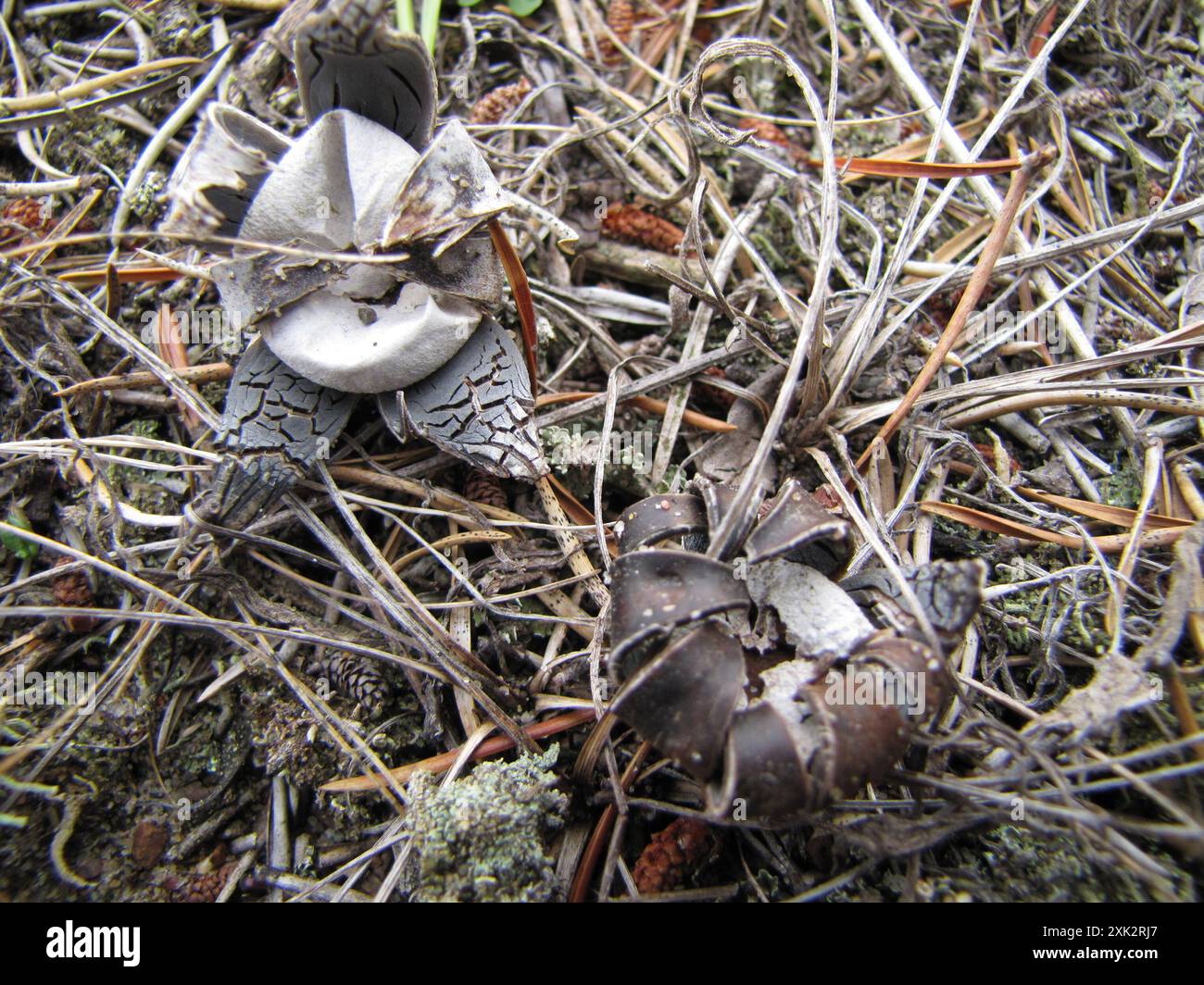 Hygroscopic Earthstar (Astraeus hygrometricus) Fungi Stock Photo - Alamy