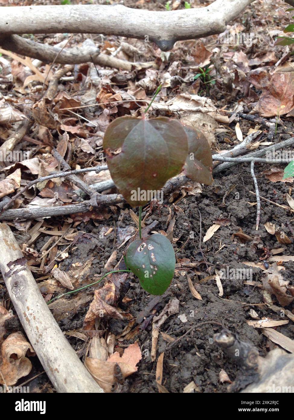 sawbrier (Smilax glauca) Plantae Stock Photo - Alamy