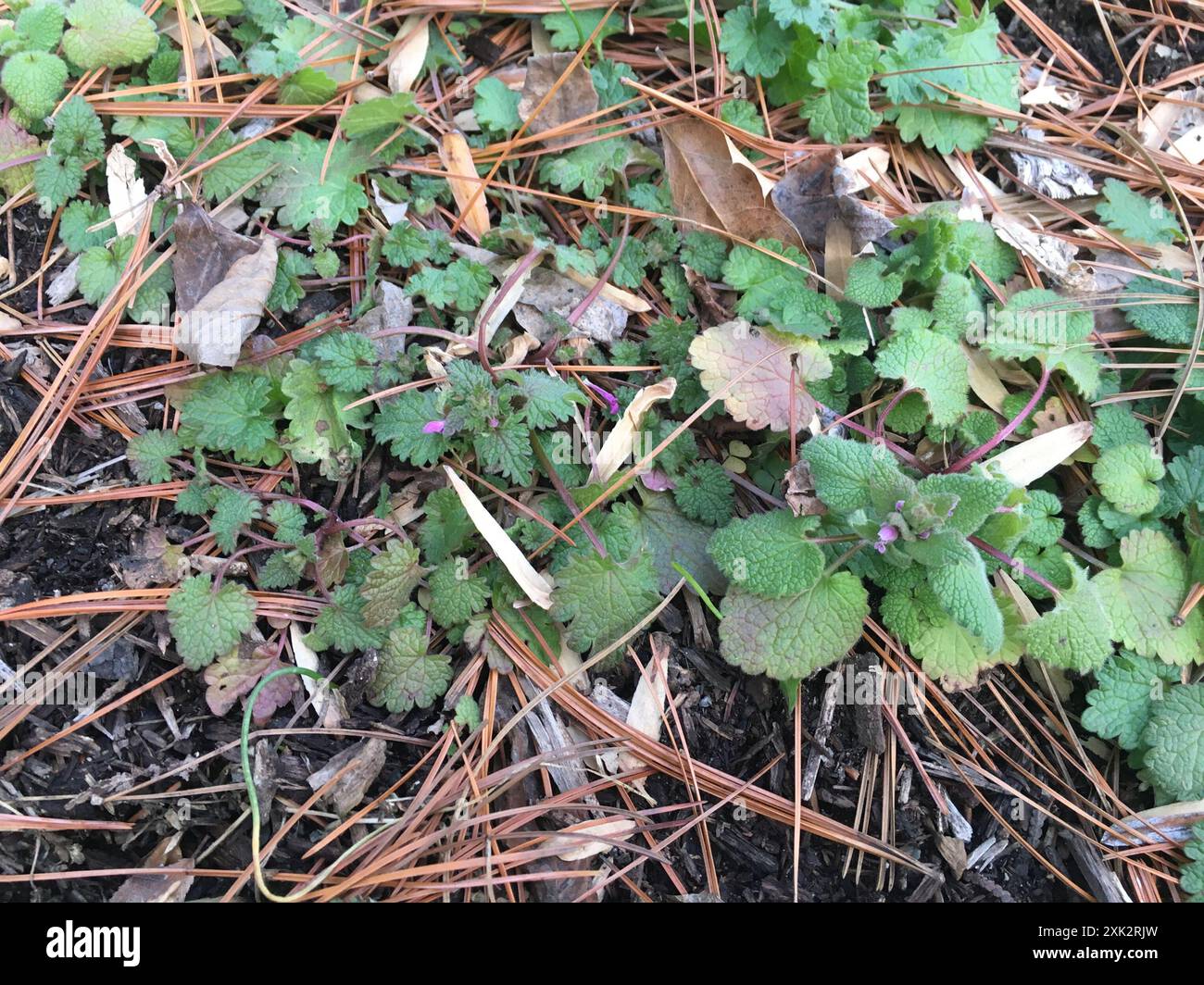 cutleaf deadnettle (Lamium hybridum) Plantae Stock Photo - Alamy