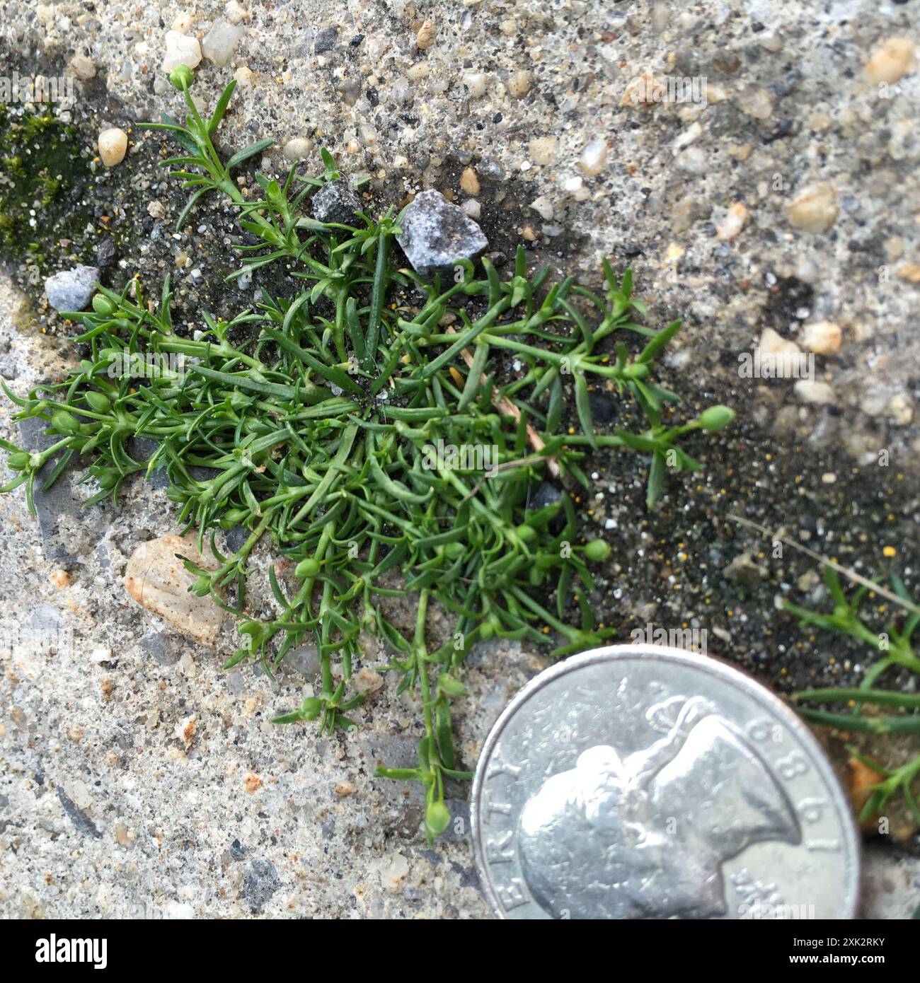 Procumbent Pearlwort (Sagina procumbens) Plantae Stock Photo - Alamy