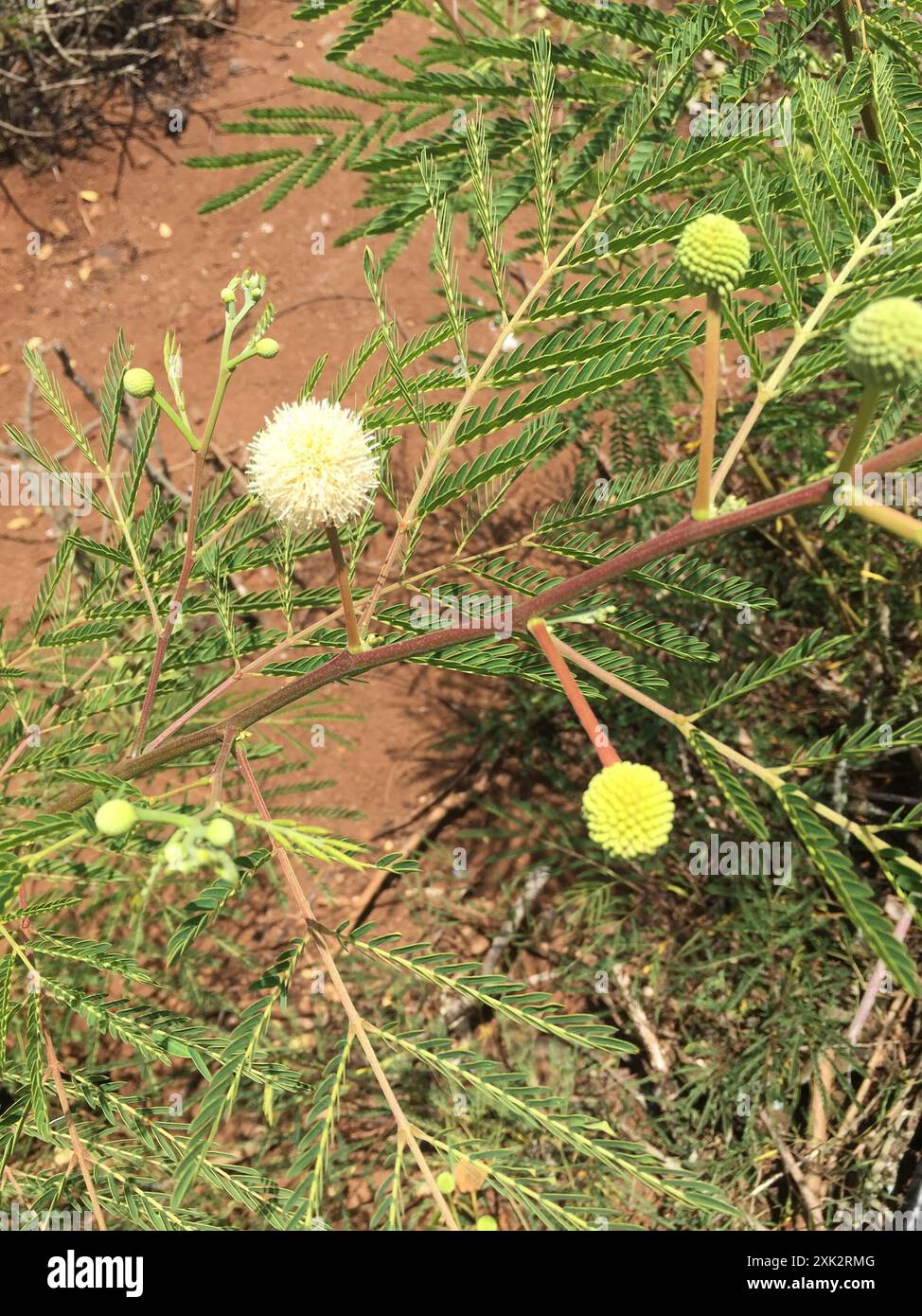 White leadtree (Leucaena leucocephala) Plantae Stock Photo - Alamy