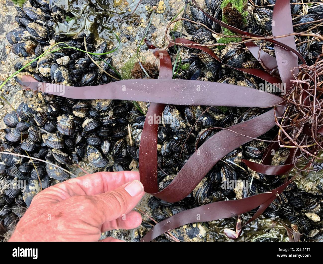 red algae (Rhodophyta) Plantae Stock Photo - Alamy