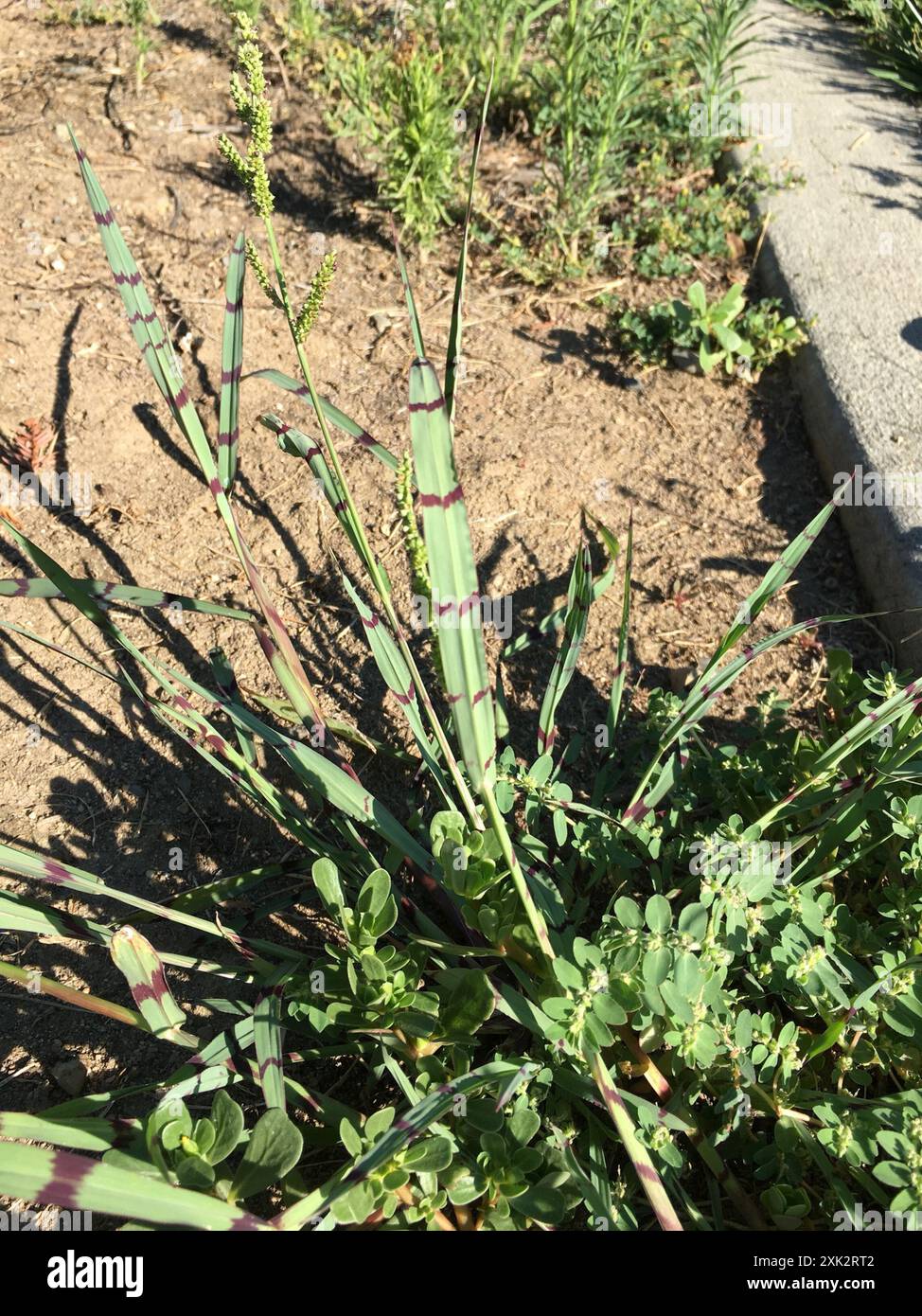 Jungle Rice (Echinochloa colonum) Plantae Stock Photo - Alamy