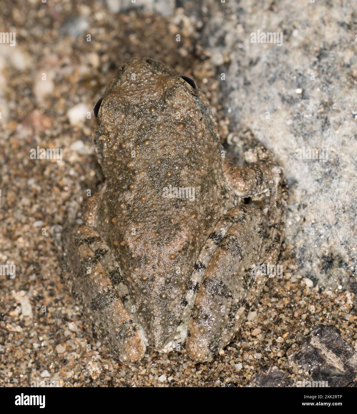 California Tree Frog (Pseudacris cadaverina) Amphibia Stock Photo - Alamy