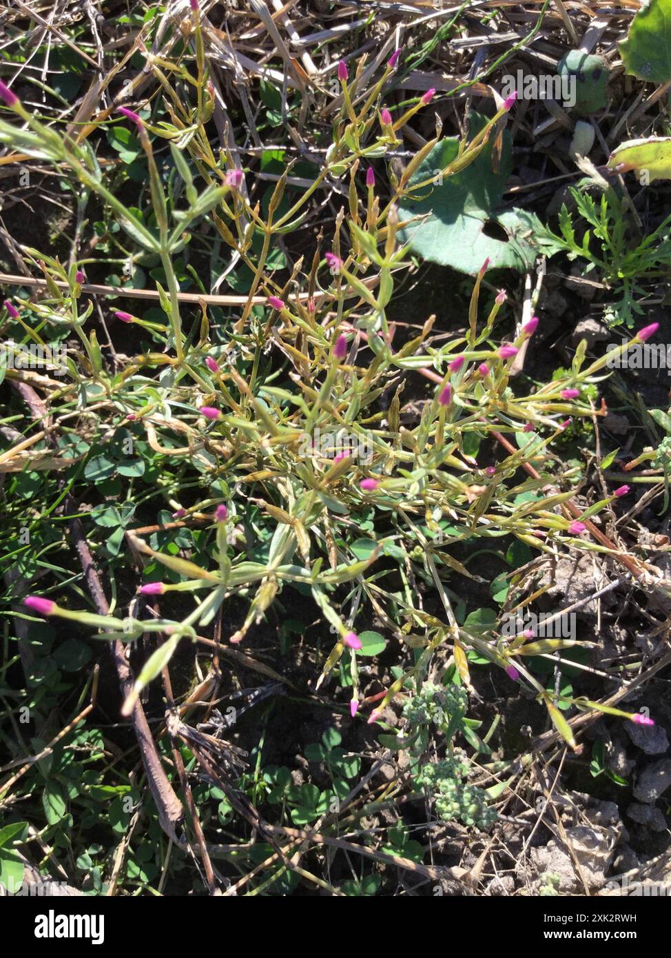 Lesser Centaury (Centaurium pulchellum) Plantae Stock Photo - Alamy