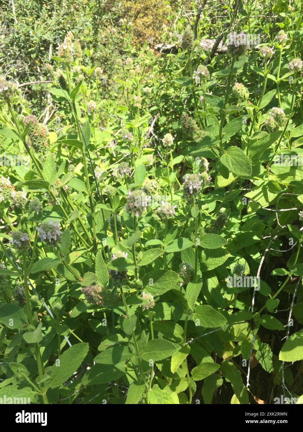 short-spiked hedge nettle (Stachys pycnantha) Plantae Stock Photo - Alamy