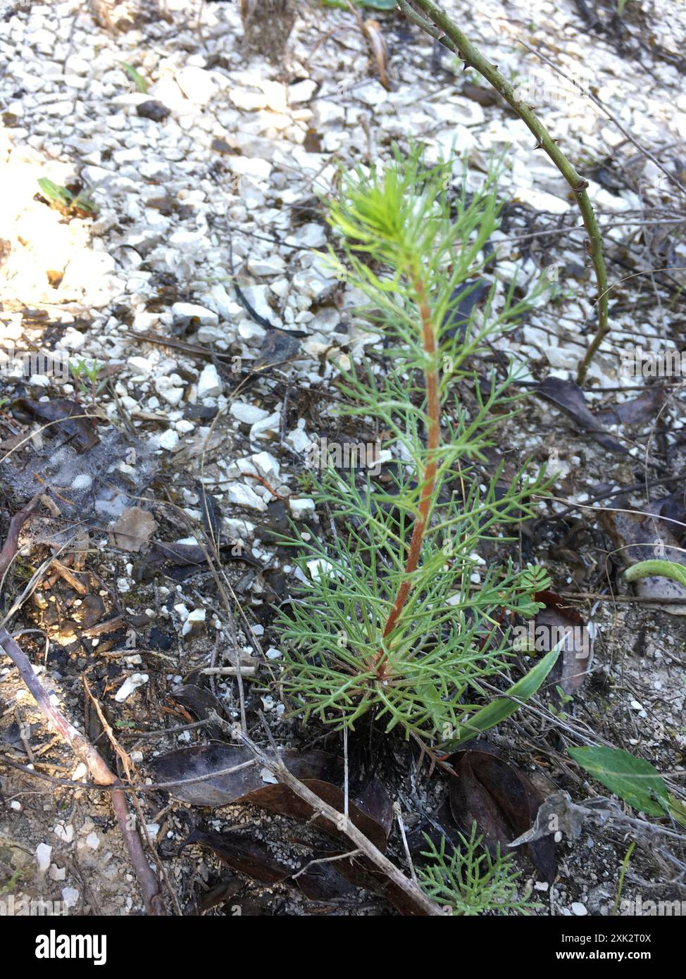 standing cypress (Ipomopsis rubra) Plantae Stock Photo - Alamy