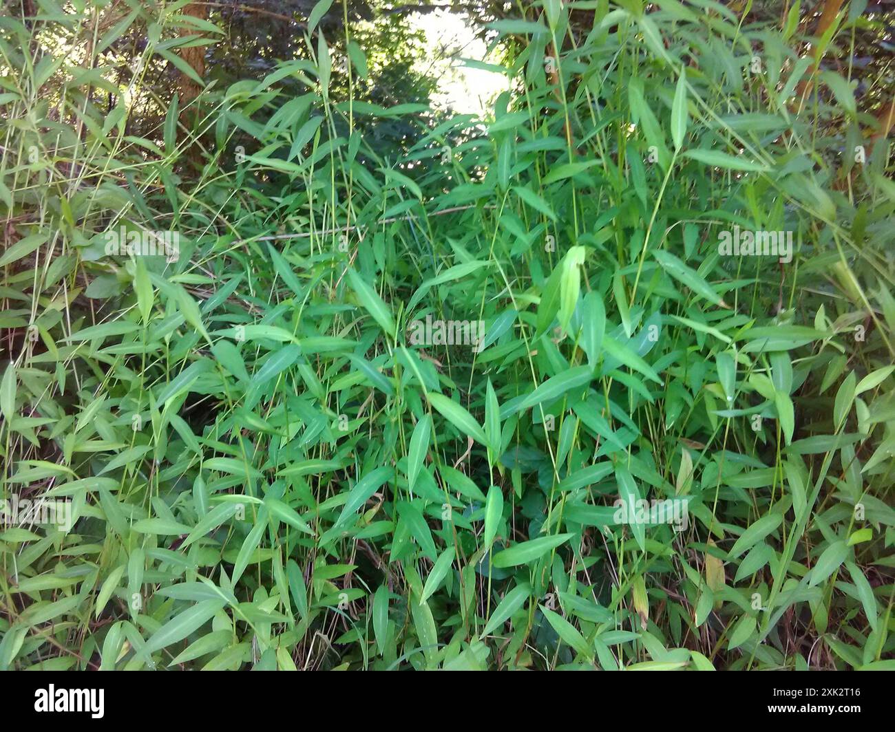 Japanese stiltgrass (Microstegium vimineum) Plantae Stock Photo - Alamy