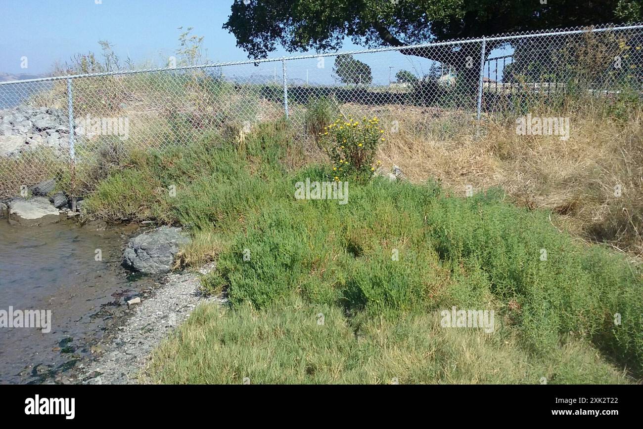Oregon Gumplant (Grindelia stricta) Plantae Stock Photo - Alamy