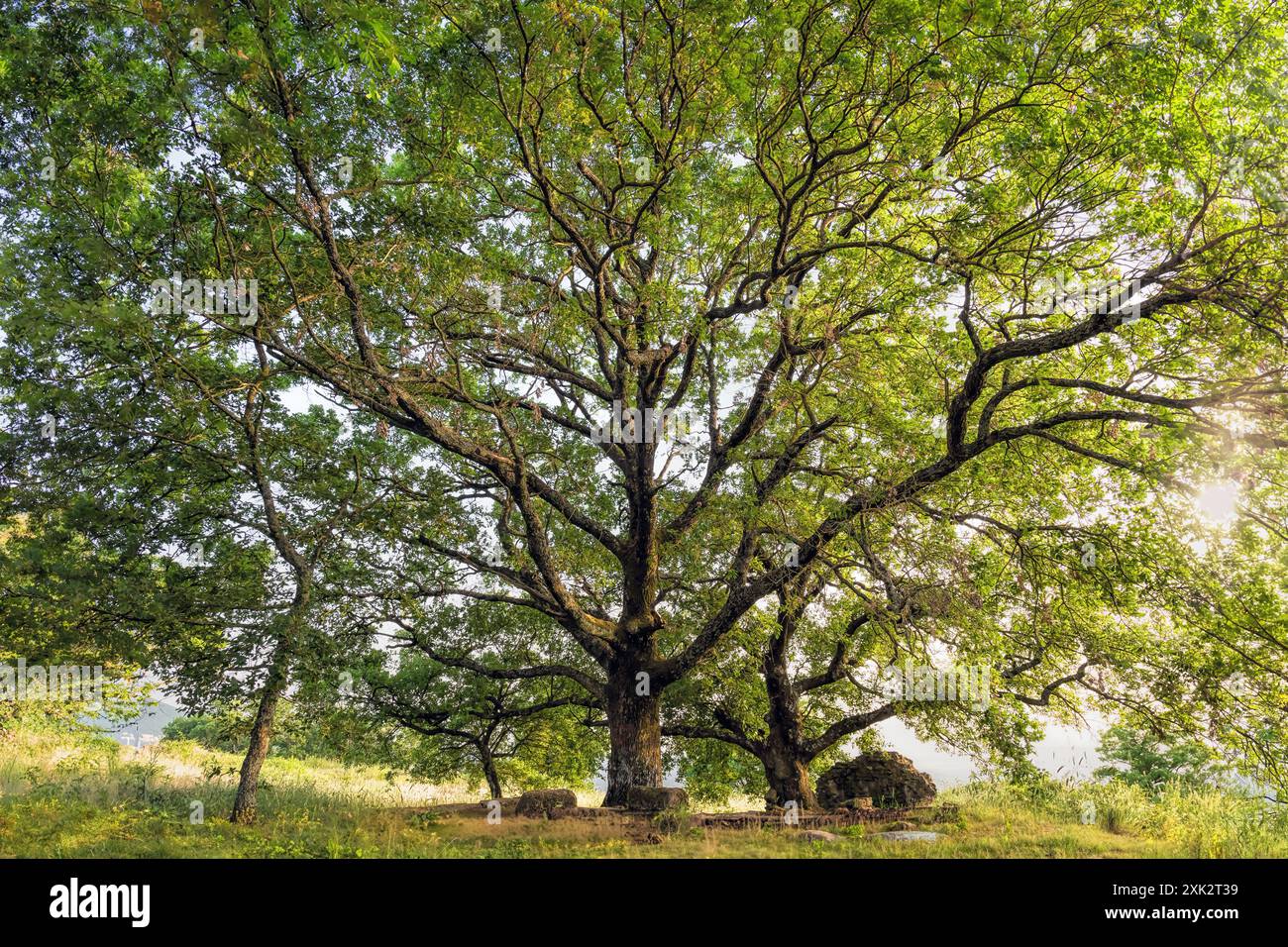 Oak tree, Cerro. Quercus cerris Cerro Stock Photo - Alamy