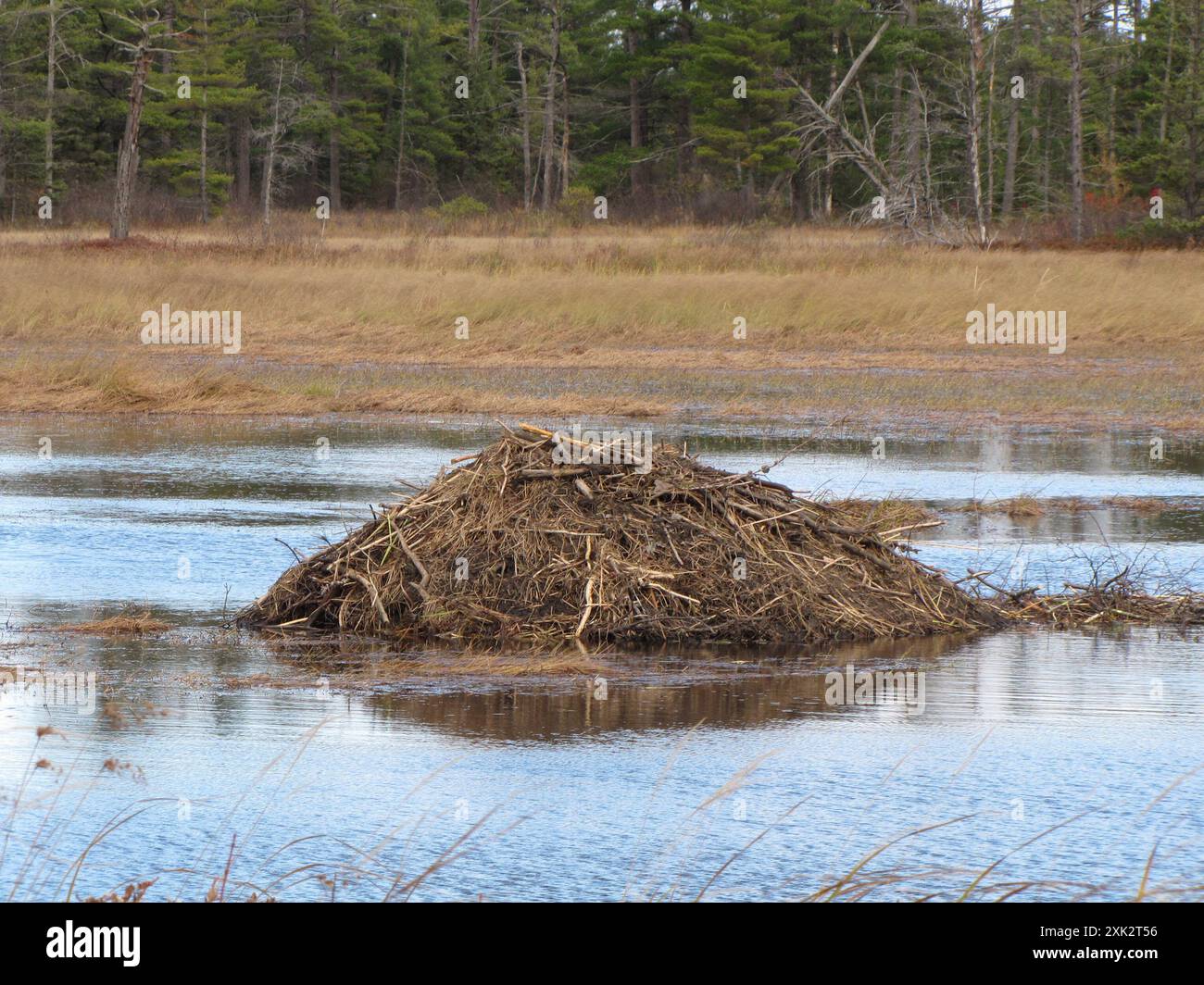 American Beaver (Castor canadensis) Mammalia Stock Photo - Alamy
