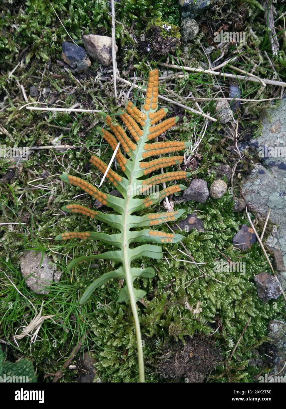 intermediate polypody (Polypodium interjectum) Plantae Stock Photo - Alamy