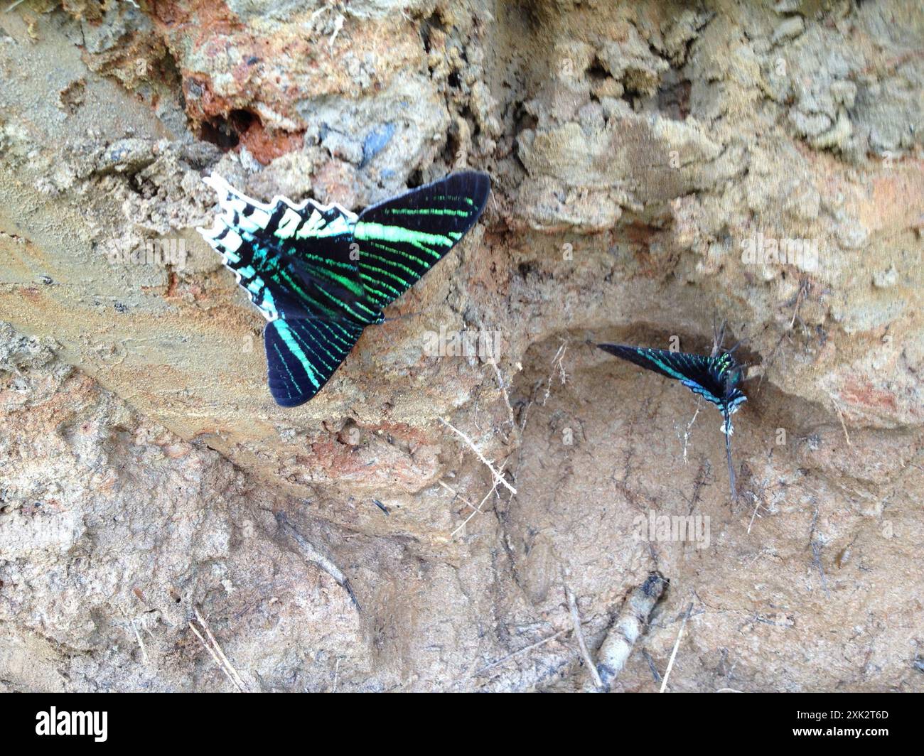 Green urania hi-res stock photography and images - Alamy