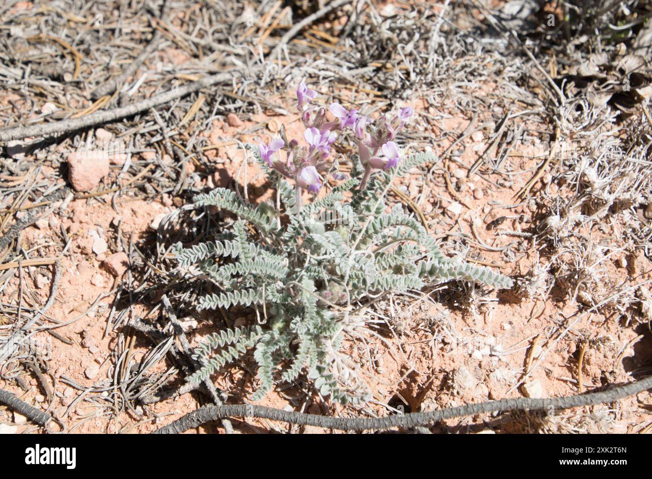 Thompson's Woolly Locoweed (Astragalus mollissimus thompsoniae) Plantae ...