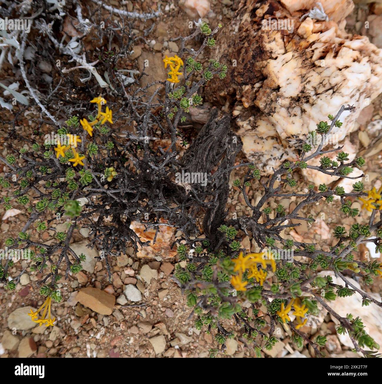 Saffron Curryflower (Lasiosiphon deserticola) Plantae Stock Photo - Alamy