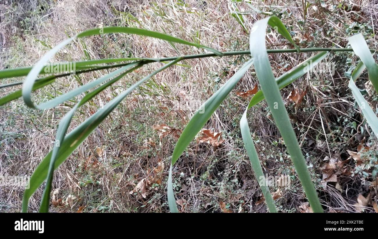 giant wild rye (Leymus condensatus) Plantae Stock Photo - Alamy