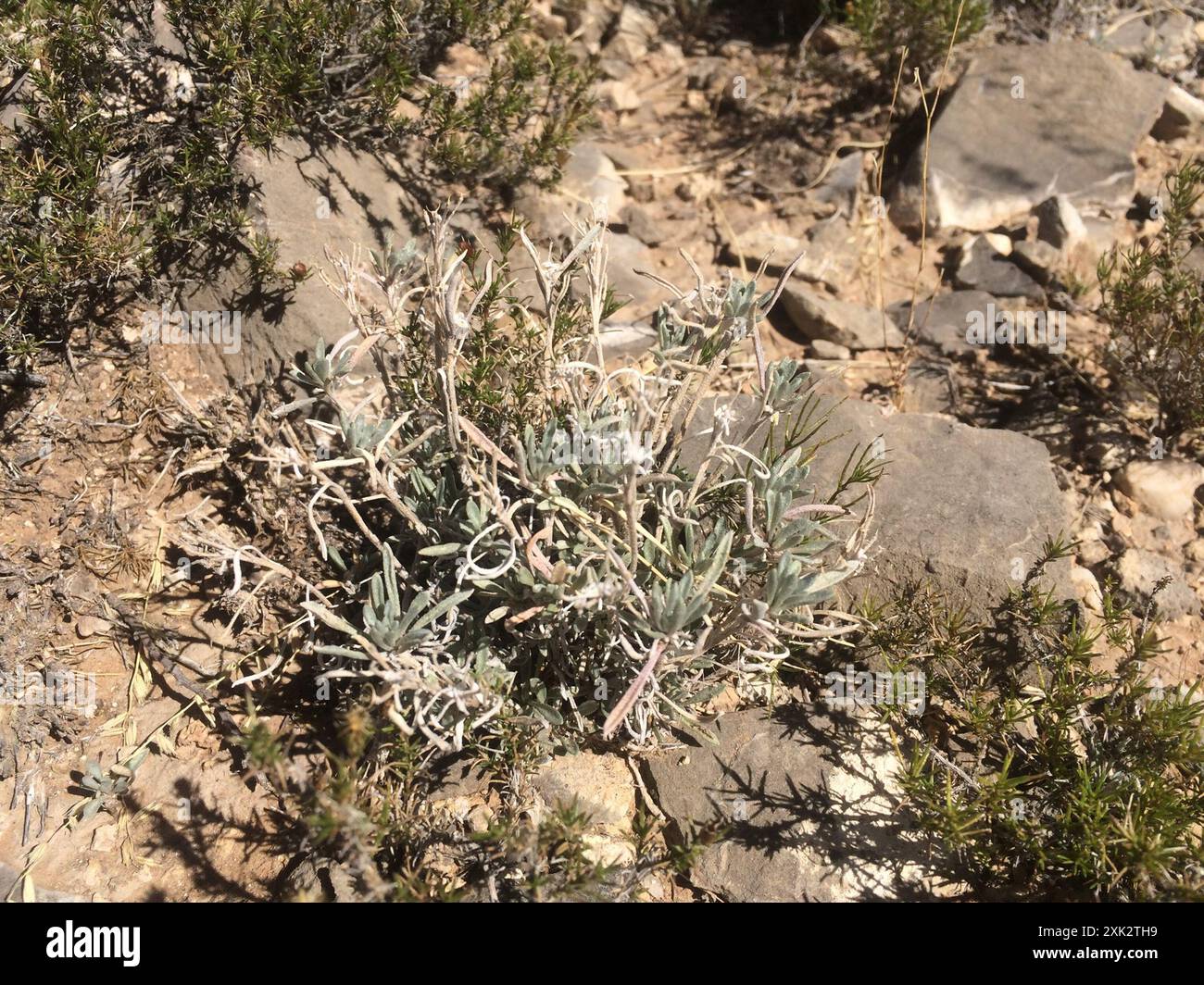 Fendler's bladderpod (Physaria fendleri) Plantae Stock Photo - Alamy