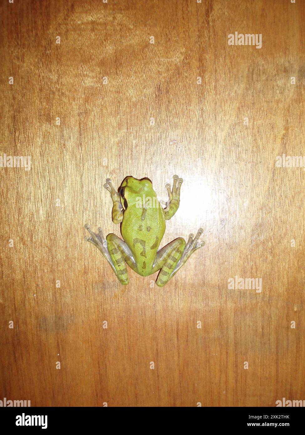 Masked Tree Frog (Smilisca phaeota) Amphibia Stock Photo - Alamy