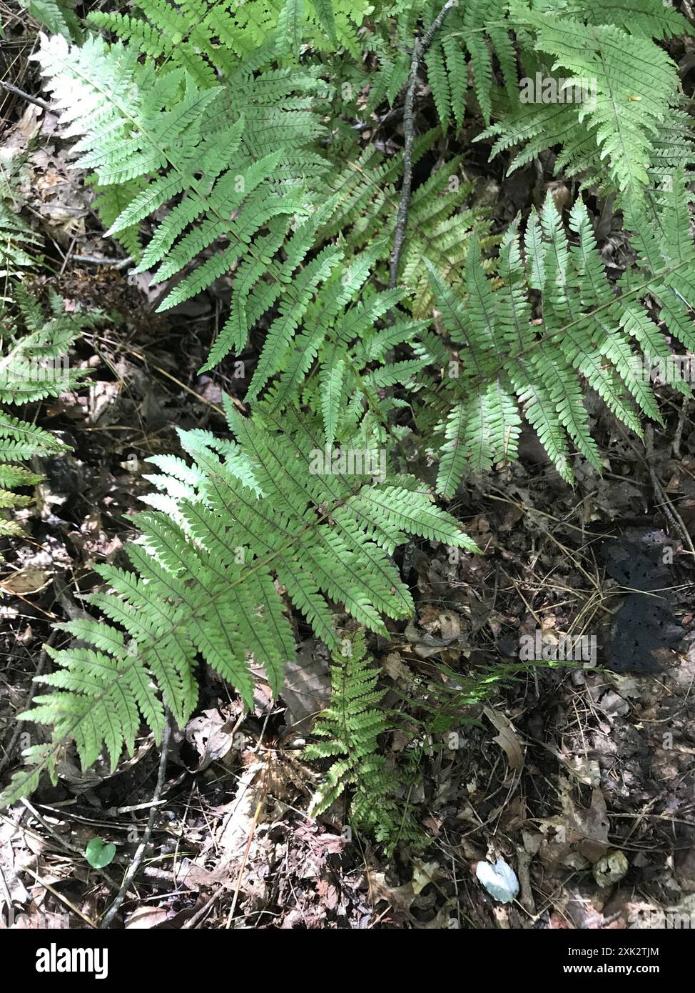 New York fern (Amauropelta noveboracensis) Plantae Stock Photo - Alamy
