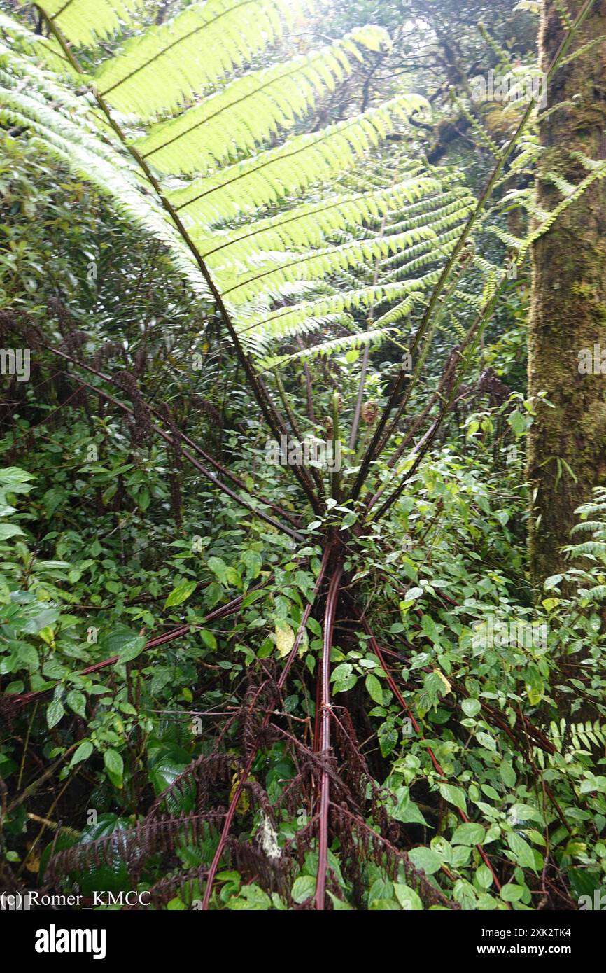 scaly tree ferns (Cyatheaceae) Plantae Stock Photo - Alamy