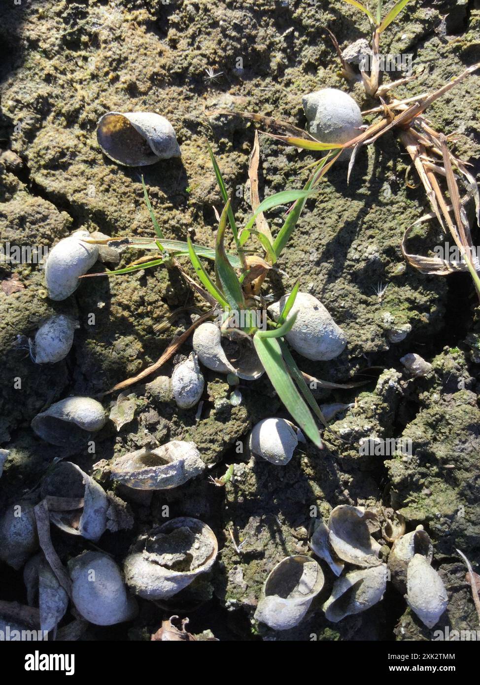 Radix auricularia hi-res stock photography and images - Alamy