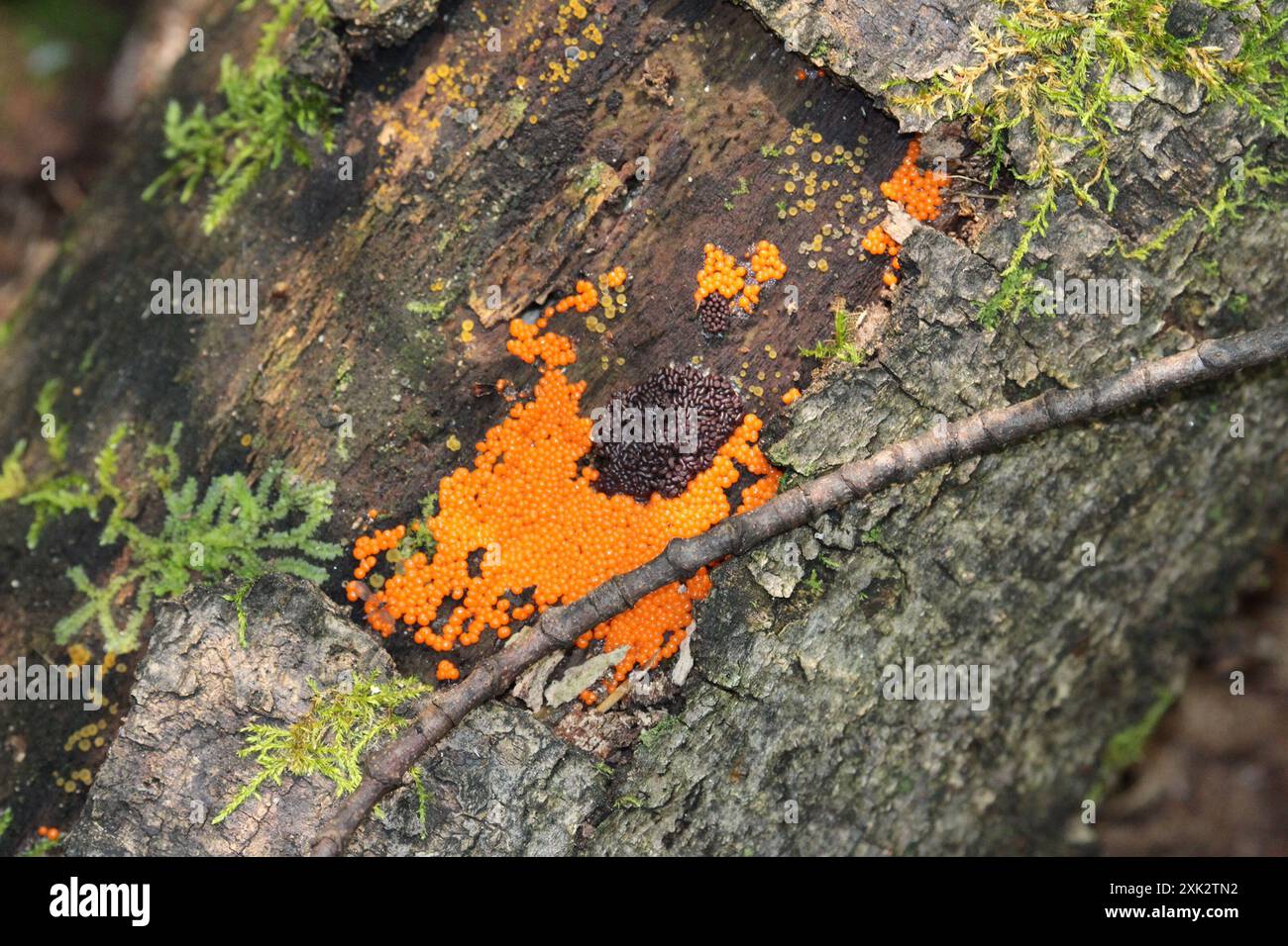 true slime molds (Myxomycetes) Protozoa Stock Photo - Alamy