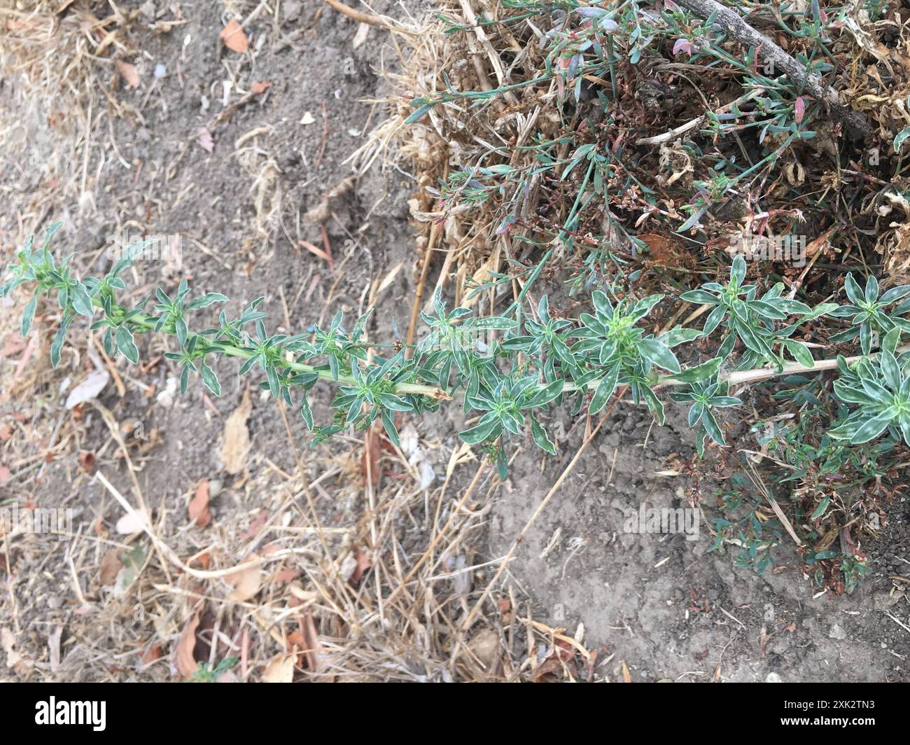 procumbent pigweed (Amaranthus blitoides) Plantae Stock Photo - Alamy