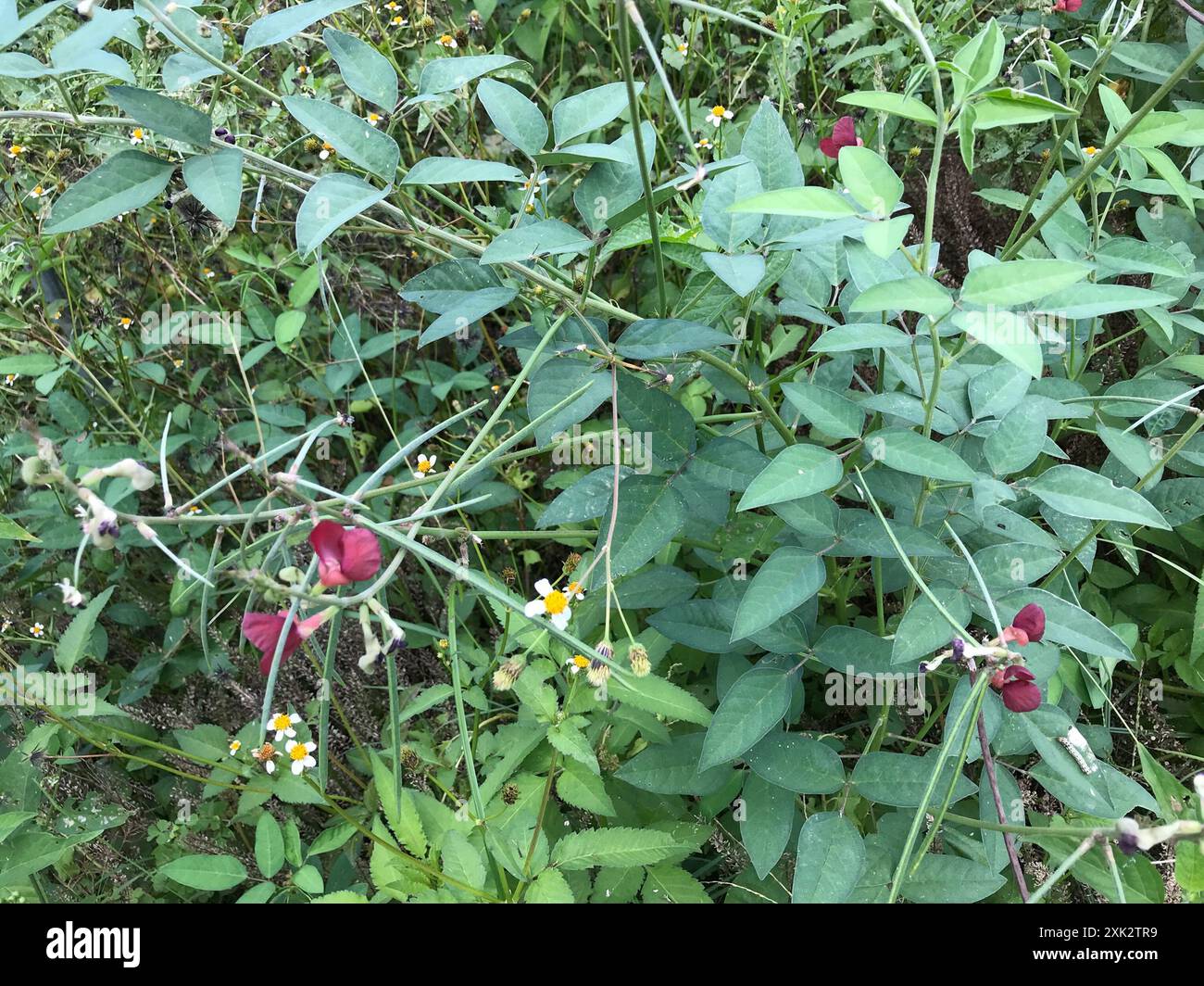 Phasey Bean (Macroptilium lathyroides) Plantae Stock Photo - Alamy