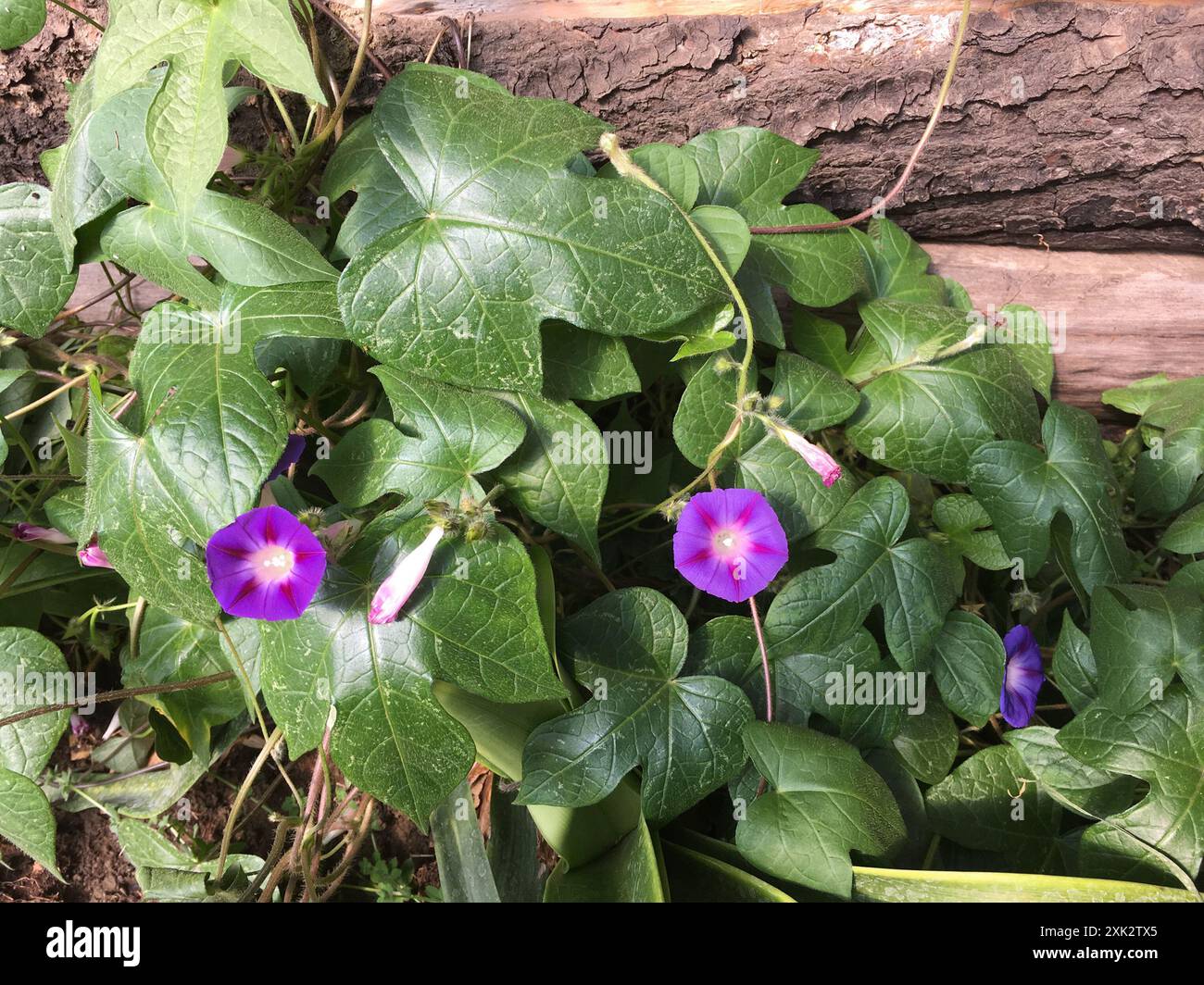 common morning-glory (Ipomoea purpurea) Plantae Stock Photo - Alamy