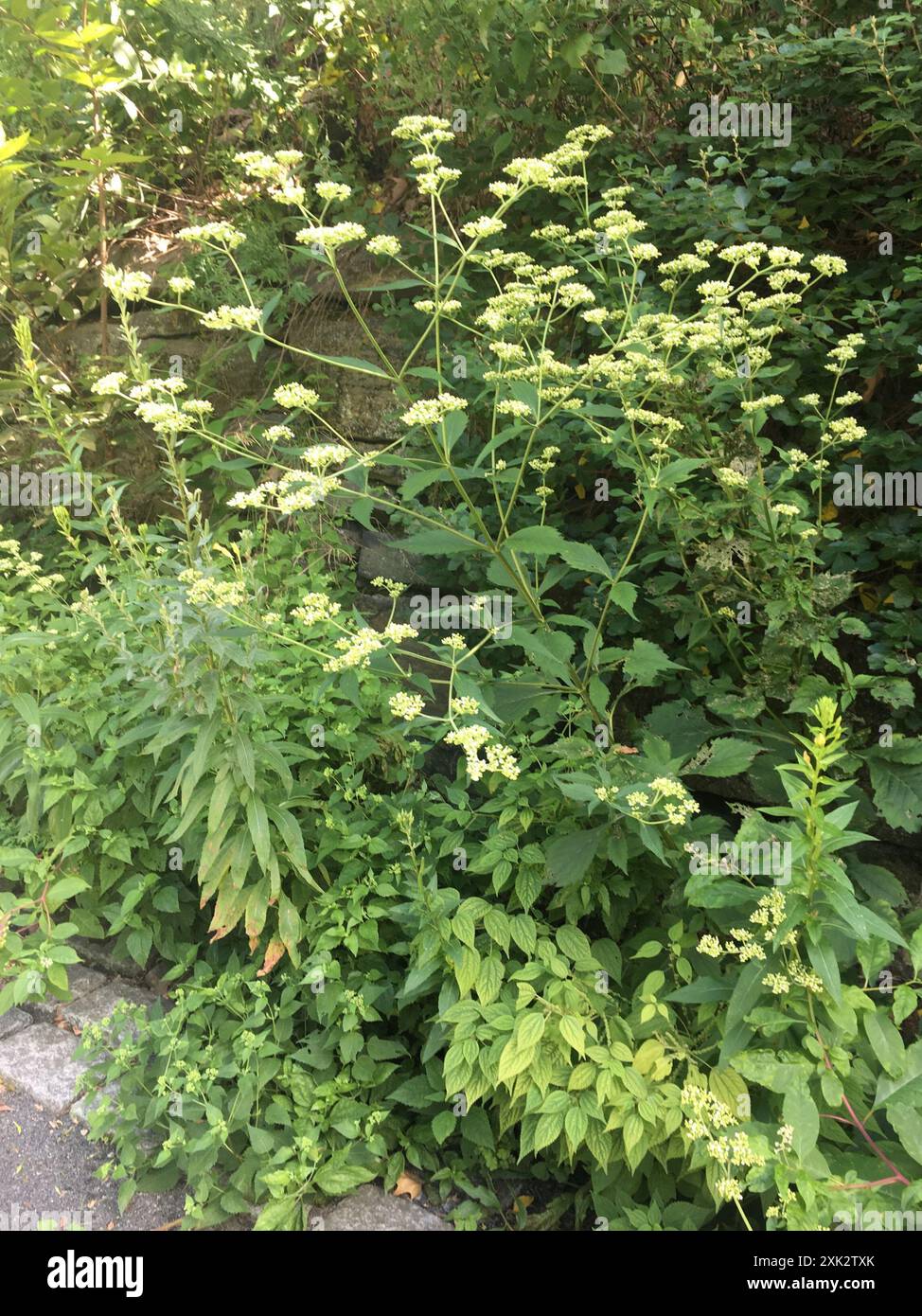 (Patrinia villosa) Plantae Stock Photo - Alamy