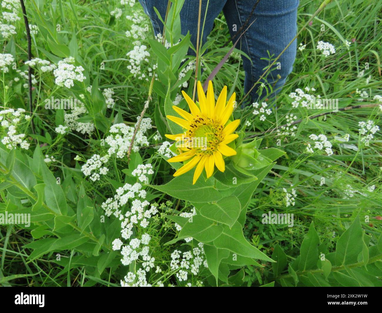 Rosinweeds (Silphium) Plantae Stock Photo - Alamy