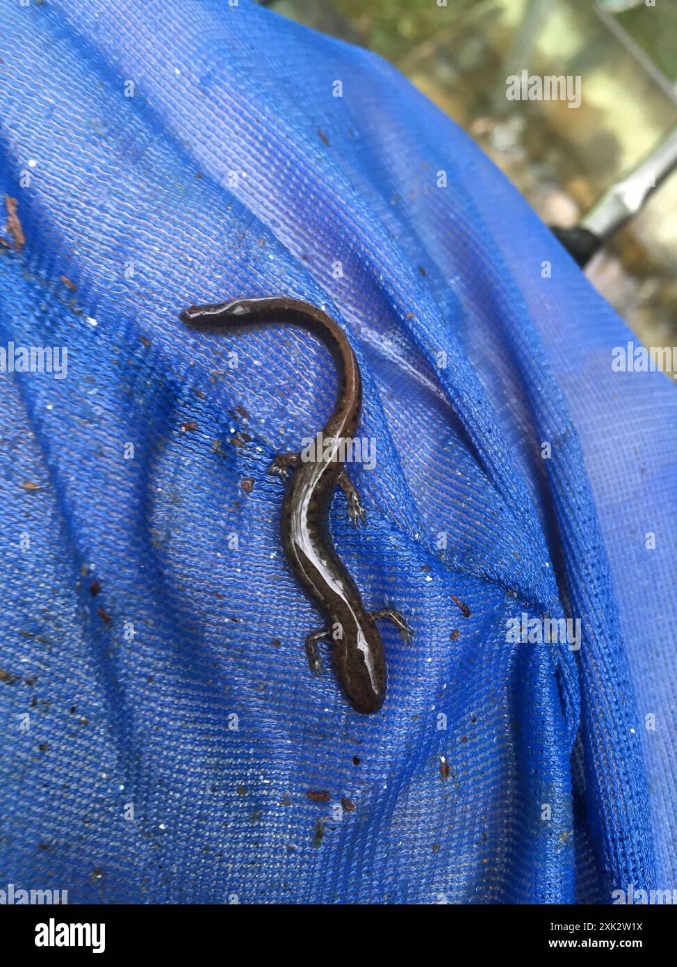Northern Two-lined Salamander (Eurycea bislineata) Amphibia Stock Photo ...