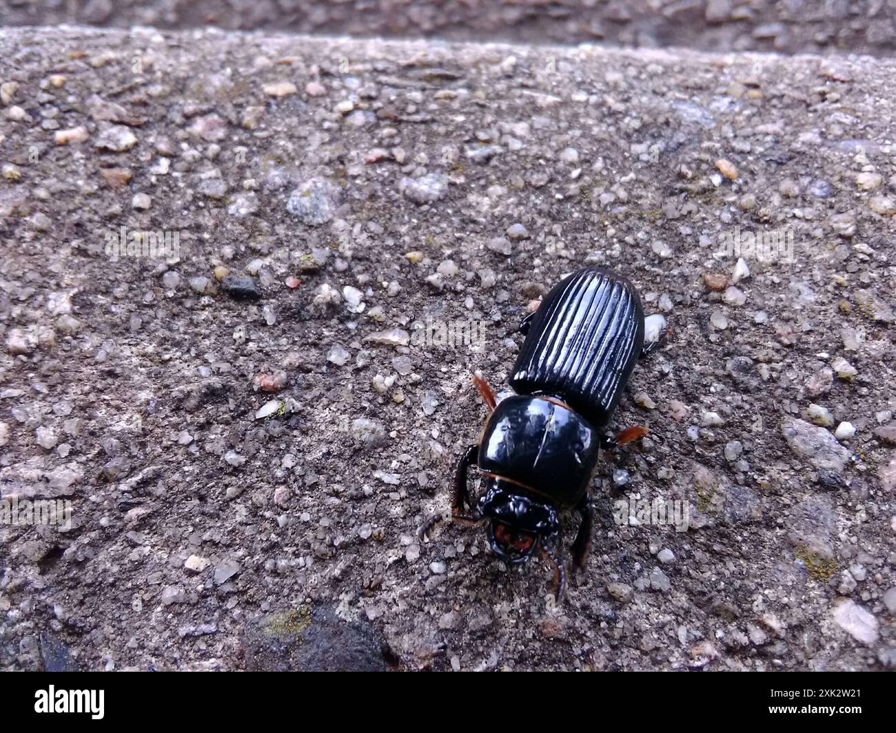 Horned Passalus Beetle (Odontotaenius disjunctus) Insecta Stock Photo ...