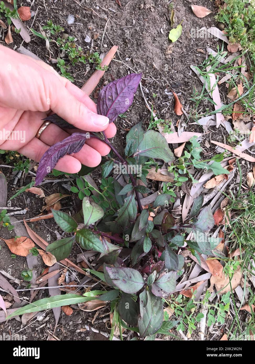 Ruby Leaf (Alternanthera brasiliana) Plantae Stock Photo - Alamy